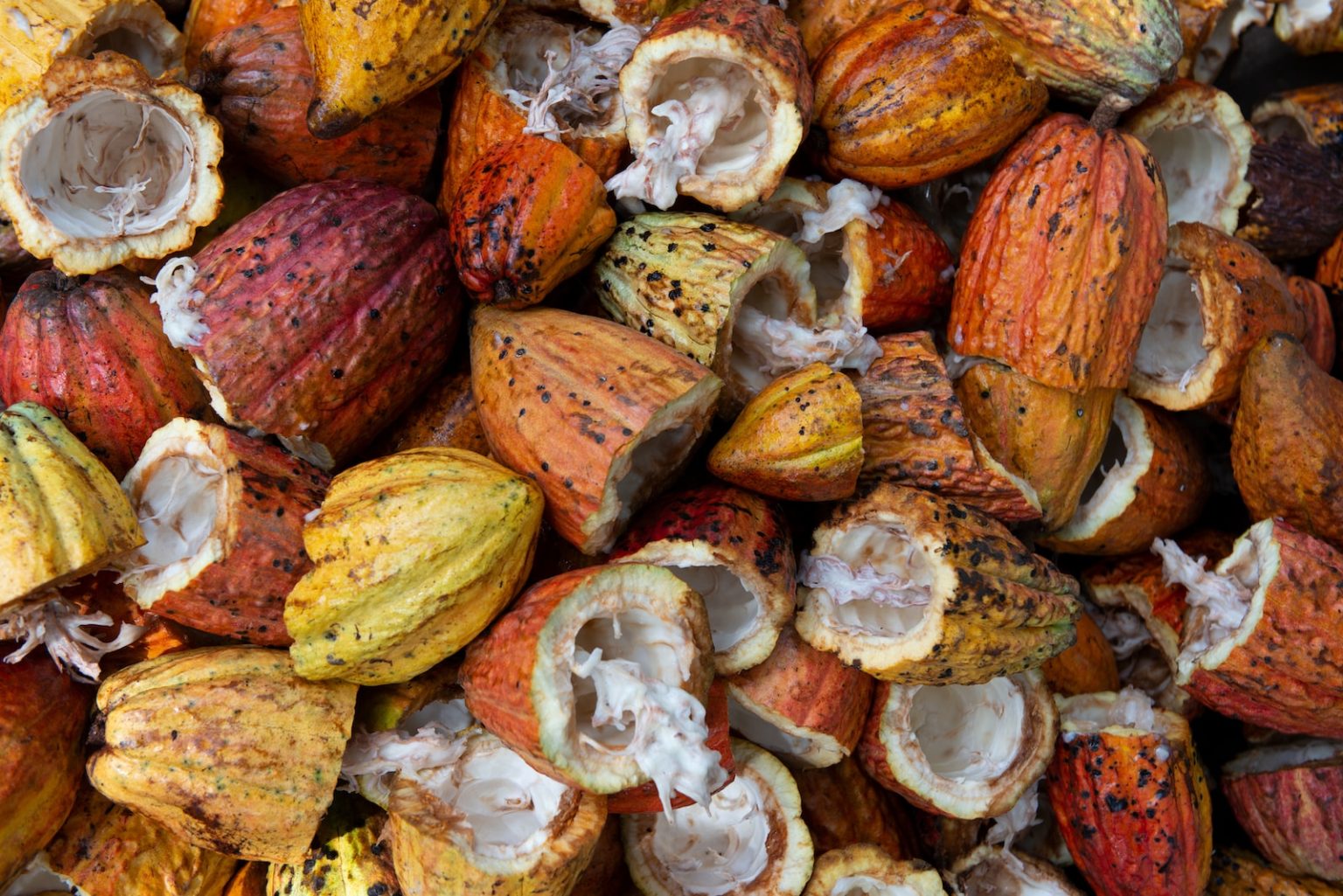 Different types of cocoa and their properties - Schoki Welt